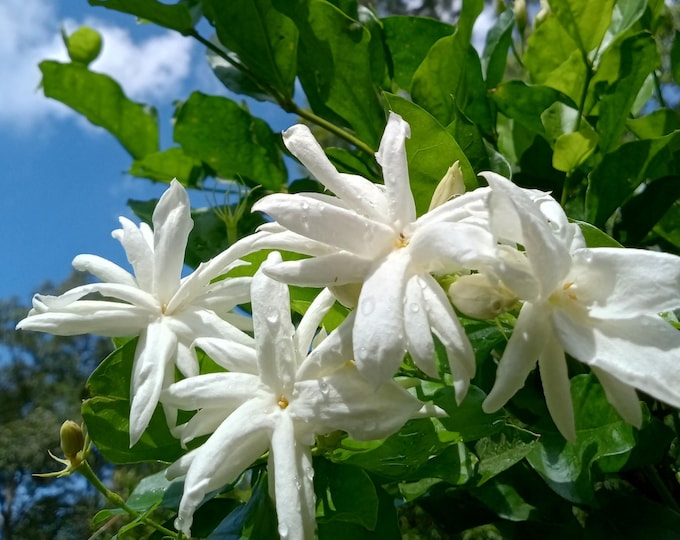 Belle of India Jasmine Live Plant Sambac Jasmine Plant Arabian Jasmine ...