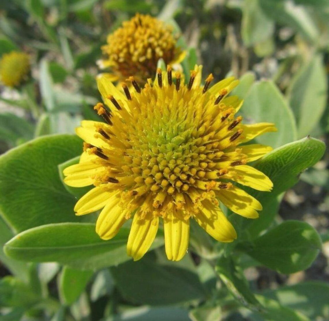 35+ Sea Oxeye Daisy Seeds Native Florida Plant Seeds Florida Wildflower ...