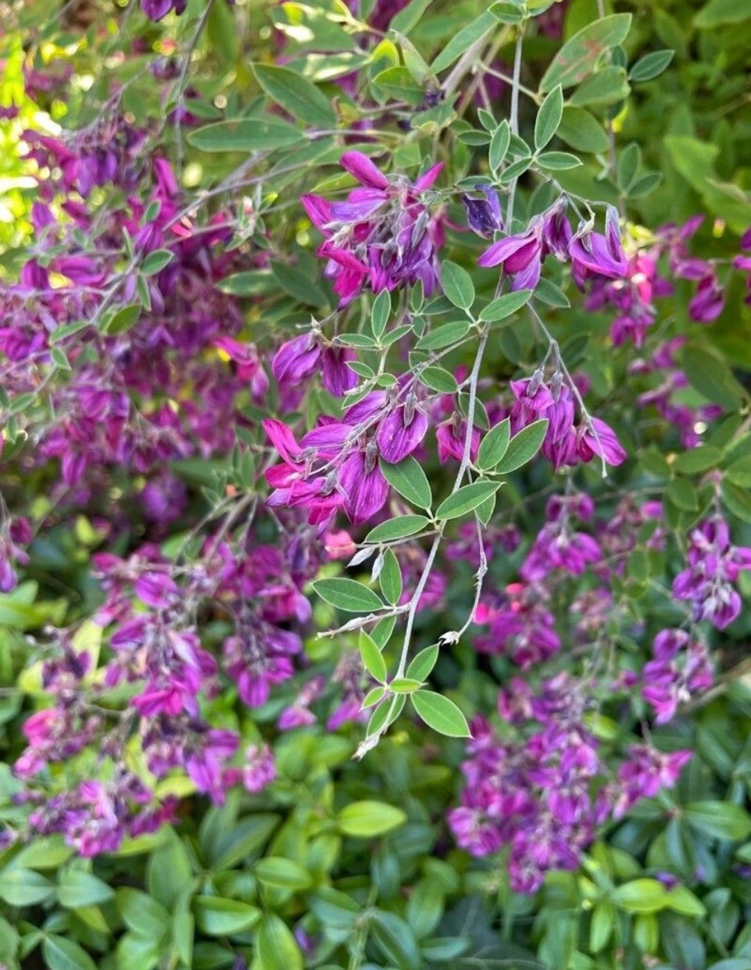 Little Volcano Bush Clover Perennial Shrub Live Plant Flowering Plant ...