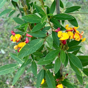 60+ Pigeon Pea Seeds Perennial Plant Seeds Perennial Shrub Seeds ...