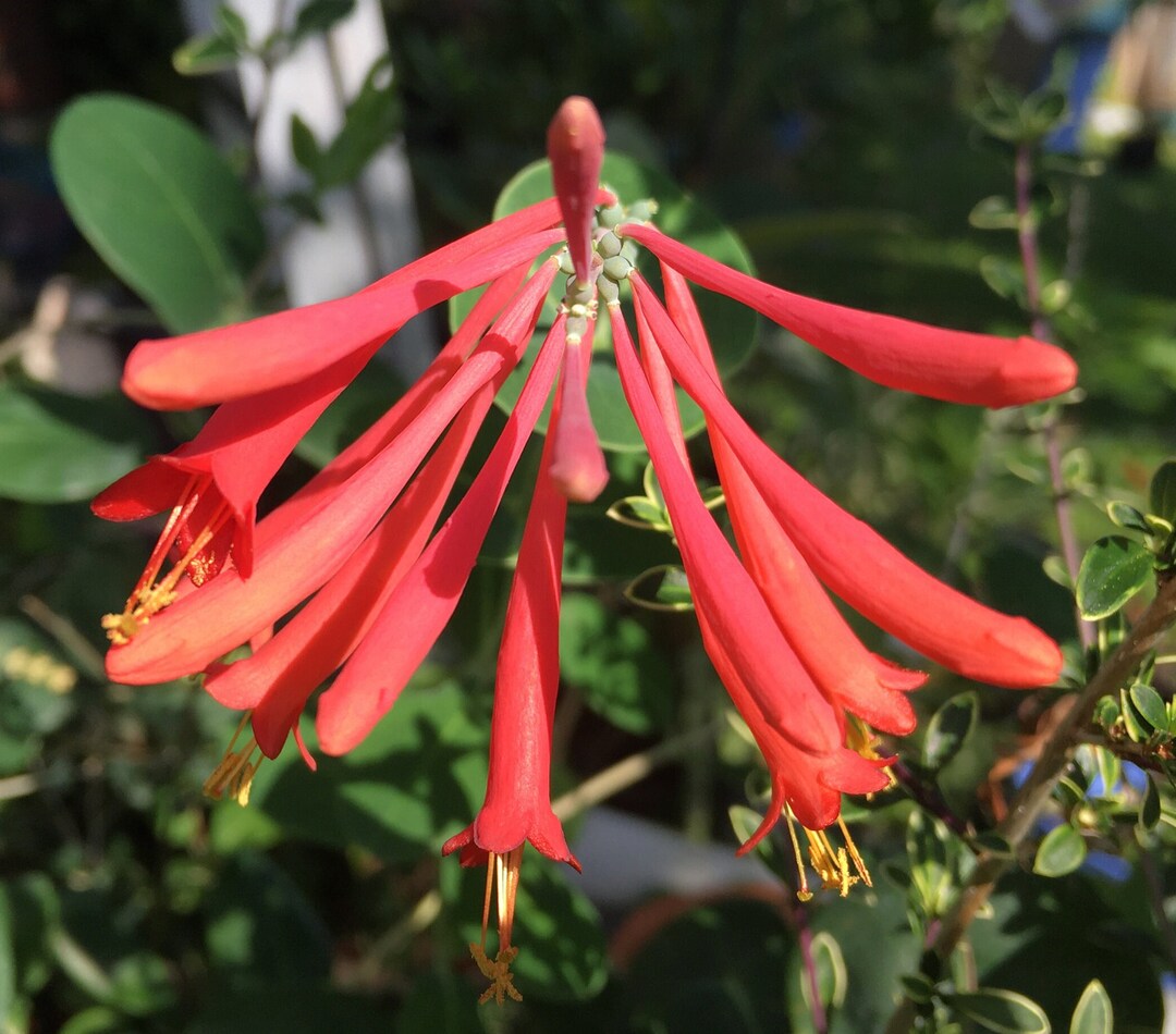 Coral Honeysuckle Vine Flowering Live Plant Flowering Vine Flower Pink ...