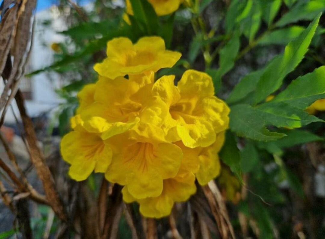 20+ Yellow Bells Seeds Yellow Elder Seeds Tecoma Stans Seeds Perennial ...