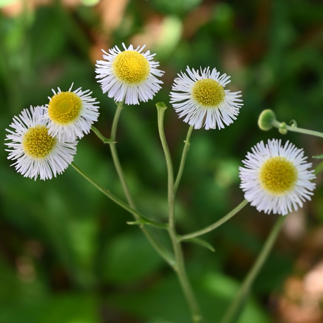 50+ Oakleaf Fleabane Seeds Pollinator Plant Seeds Perennial Wildflower ...