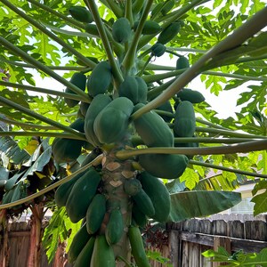 Golden Papaya Seeds Sweet Papaya Fruit Seeds Tropical Fruit Tree Seeds ...