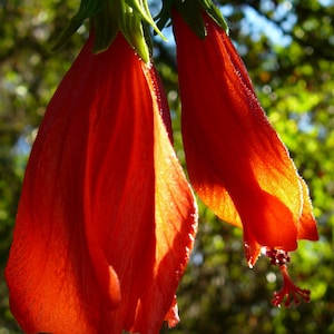 Red Turk's Cap Live Plant Hibiscus Mallow Malvaviscus Arboreus ...