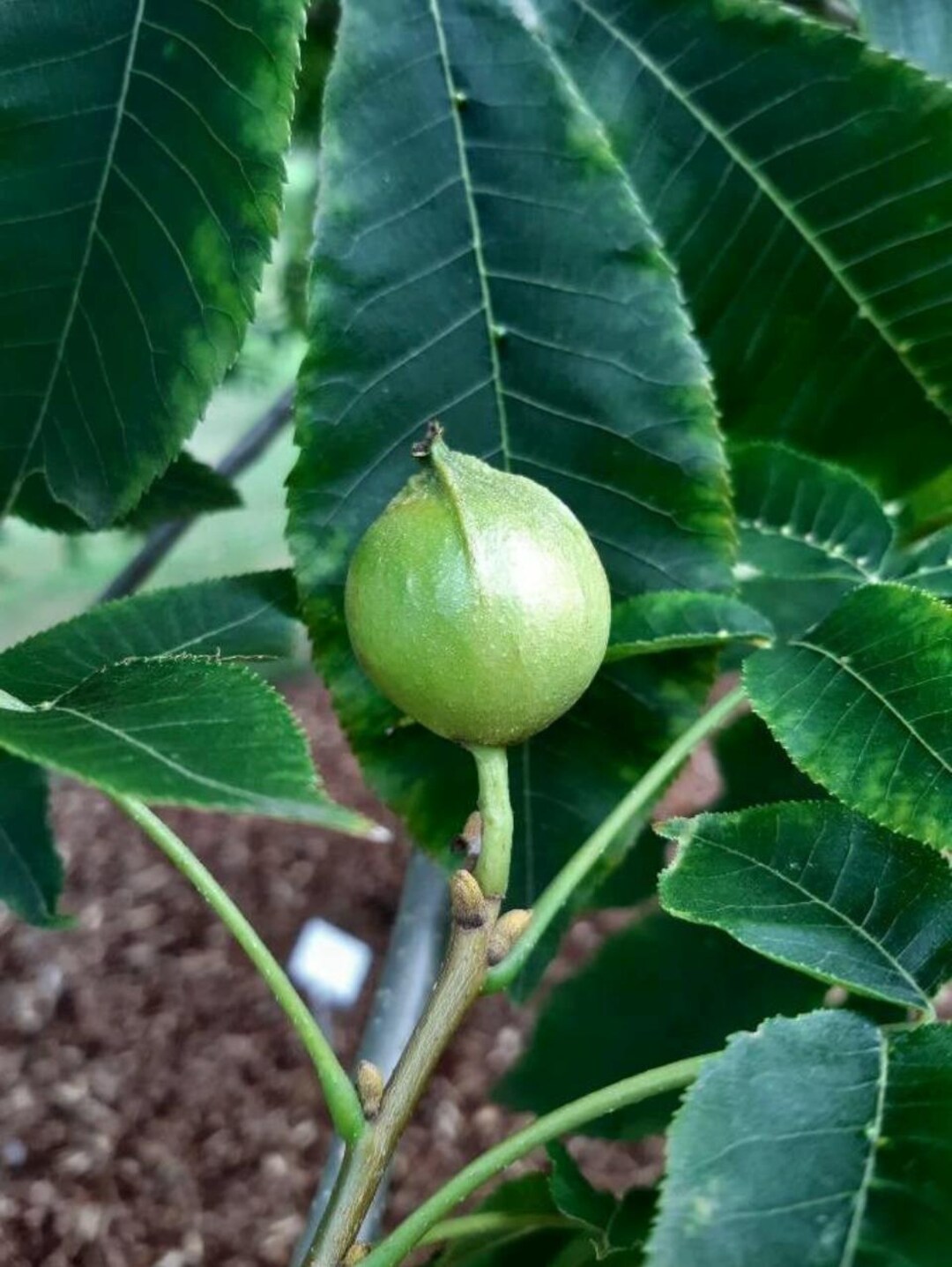 30+ Bitternut Hickory Seeds Hickory Tree Seeds Edible Tree Seeds Food ...