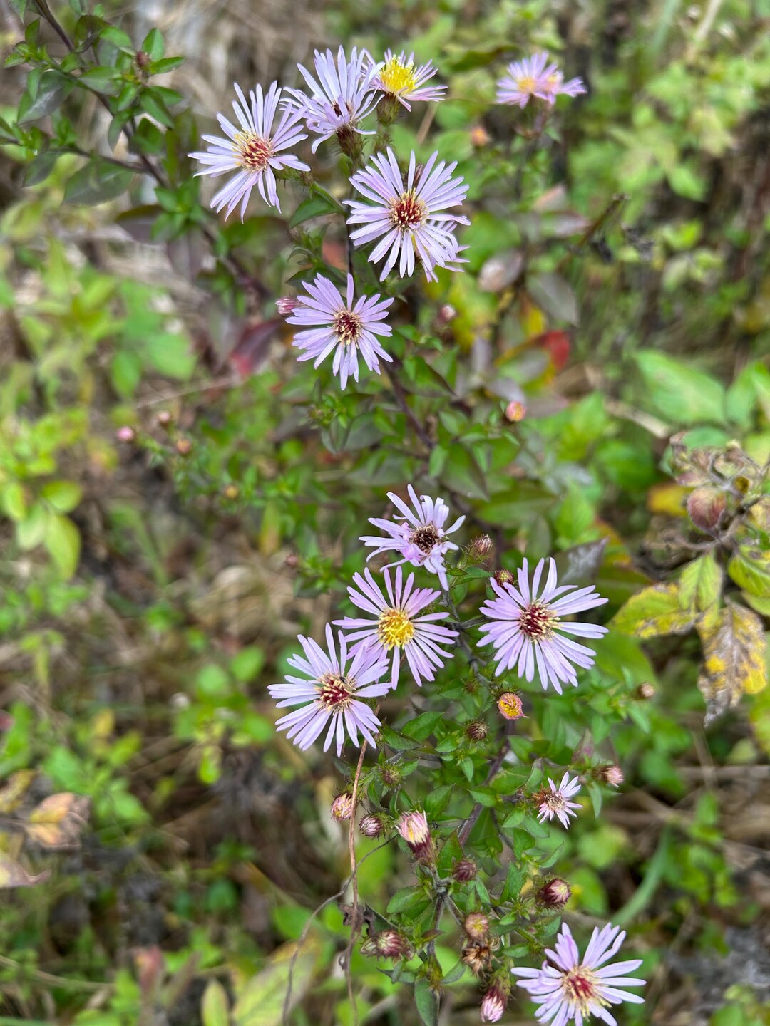 50+ Elliott's Aster Seeds Native Plant Seeds Perennial Seeds Florida ...