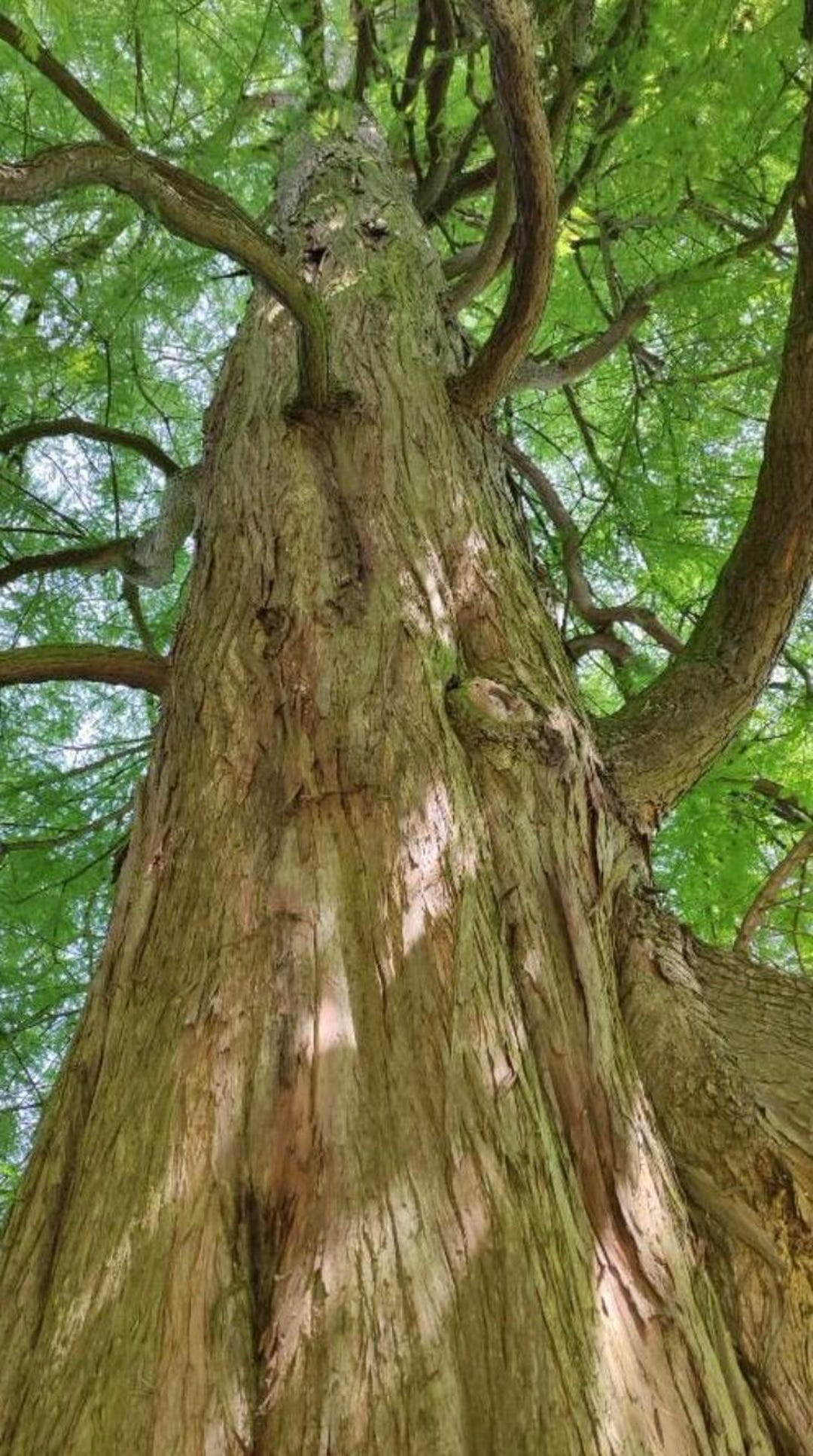 20+ Bald Cypress Seeds Taxodium Distichum Seeds Native Tree Seeds Tree ...