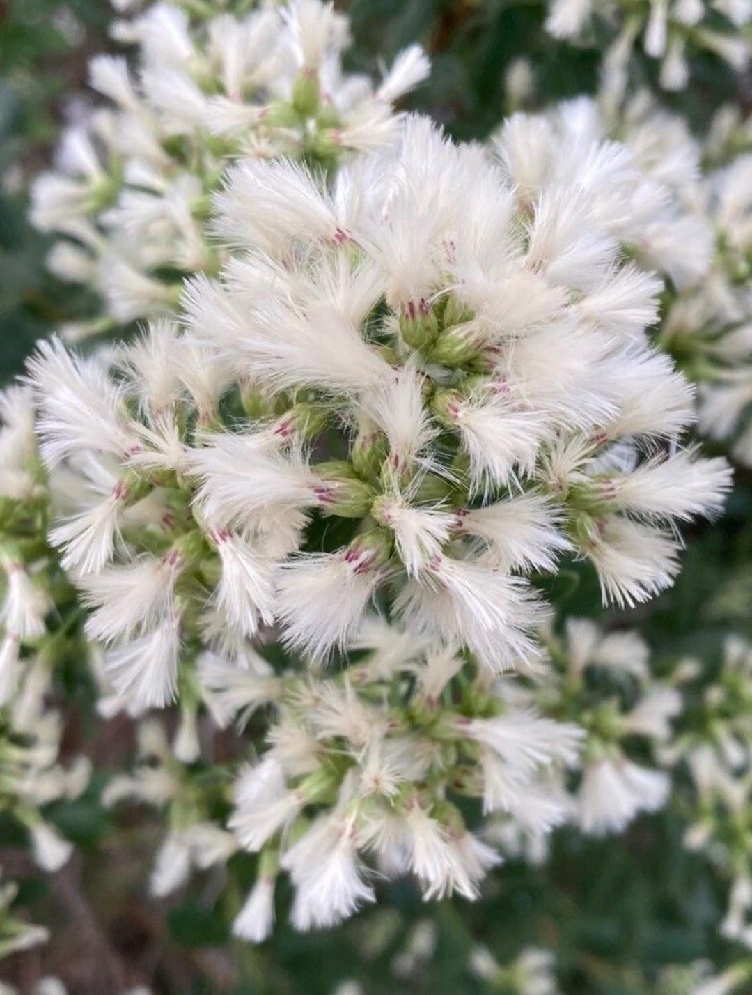 50+ Sea Myrtle Seeds Native Plant Seeds Perennial Seeds Saltbush Seeds ...
