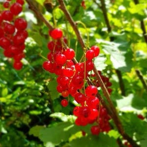 Red Currant Seeds Ribes Rubrum Redcurrant Seeds Fruit Jams Fruit ...