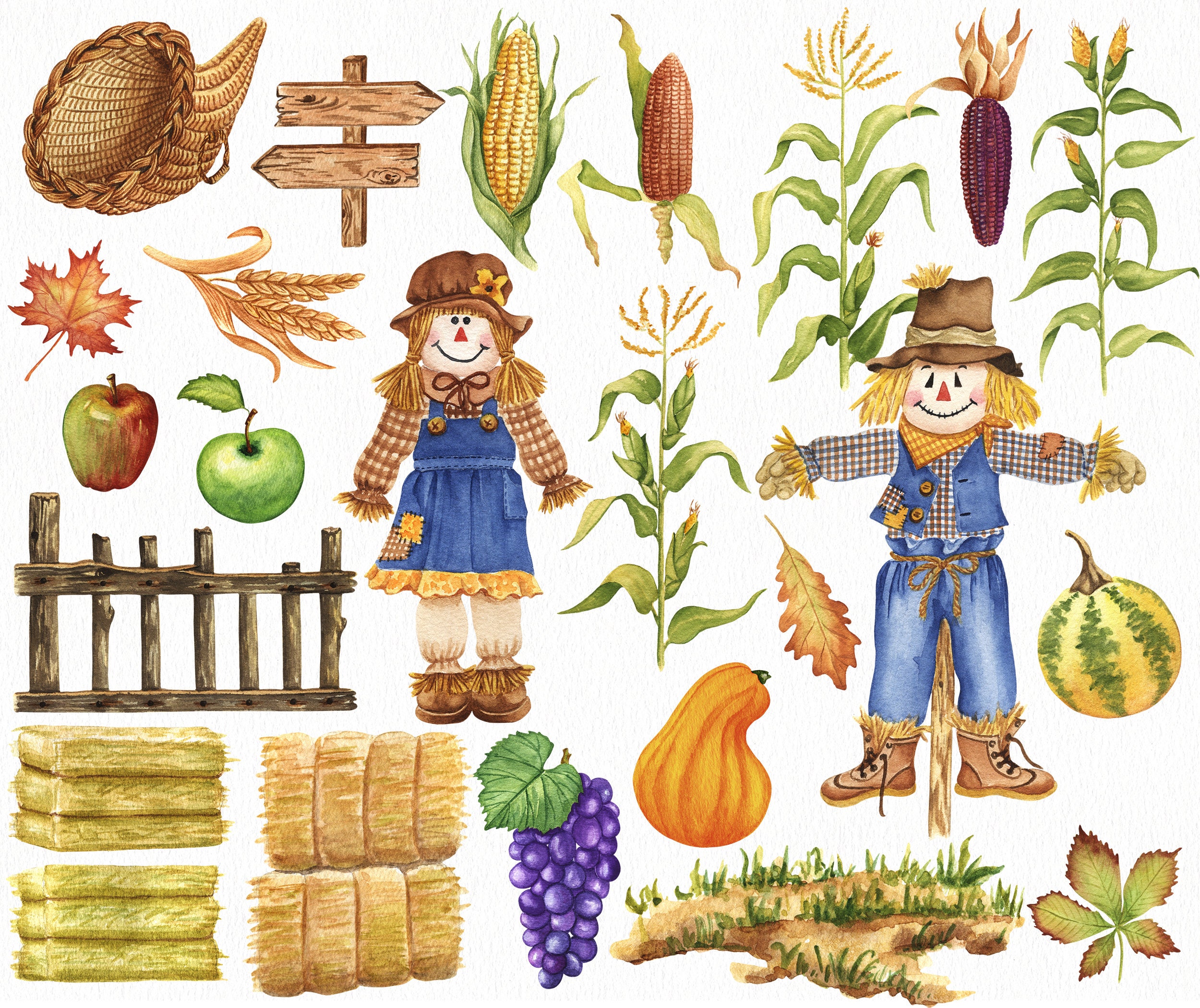 Harvest Corn Clip Art