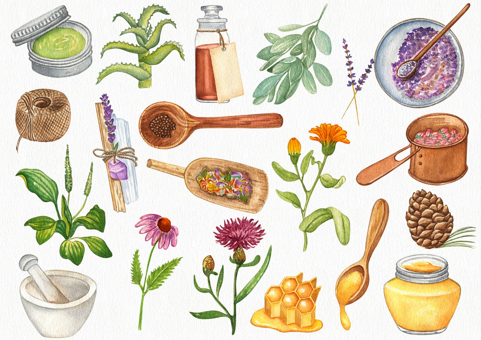 Watercolor Homemade Apothecary Clipart. Herbs Tincture - Etsy