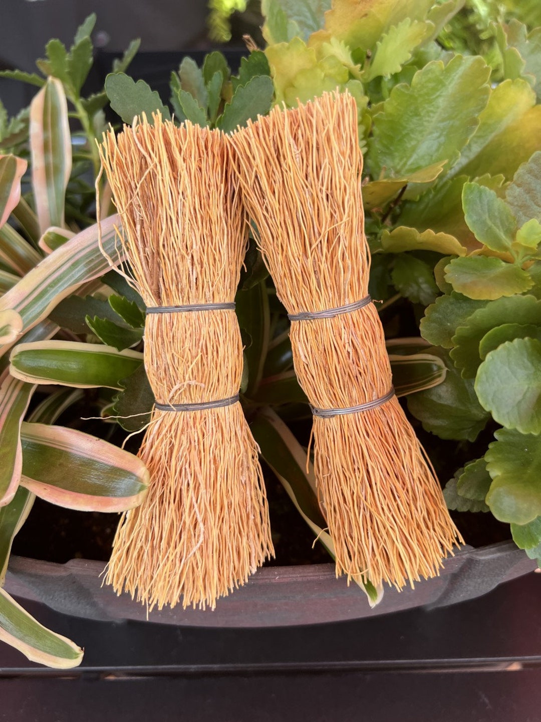 Dish Brush/ Mexican Escobeta/ Biodegradable/cleaning Brush/pot Scrubber ...