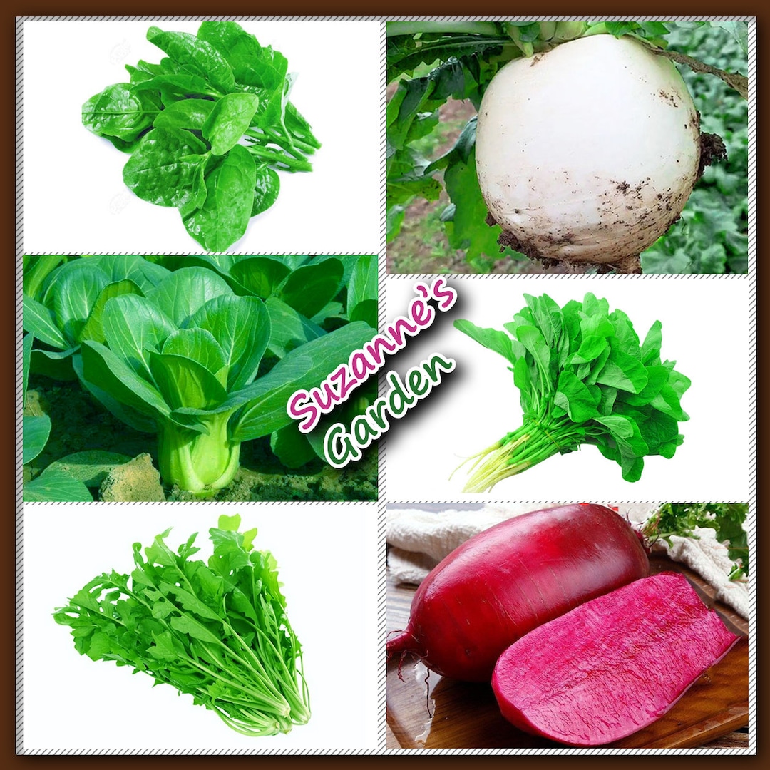 6 Varieties of Asian Vegetable Seeds Mix Combination Pack-- 100% Non ...