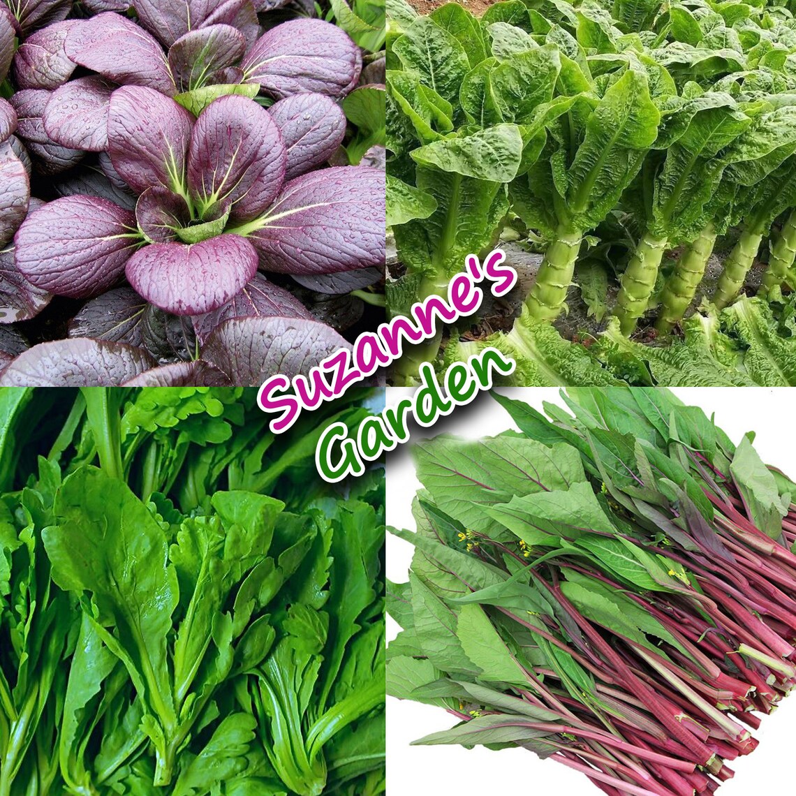 Non-gmo Asian Vegetable Seeds 4 Variety（紫青菜，板叶茼蒿，红菜苔，青莴笋） 2000+seeds - Etsy