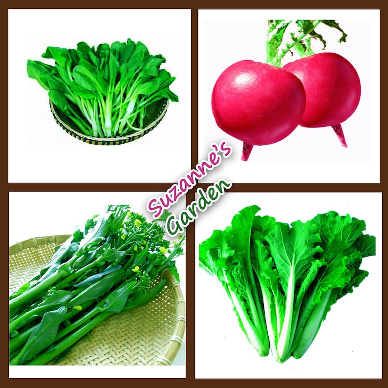 8 Varieties of Asian Vegetable Seeds Mix Combination Pack-- 100% Non ...