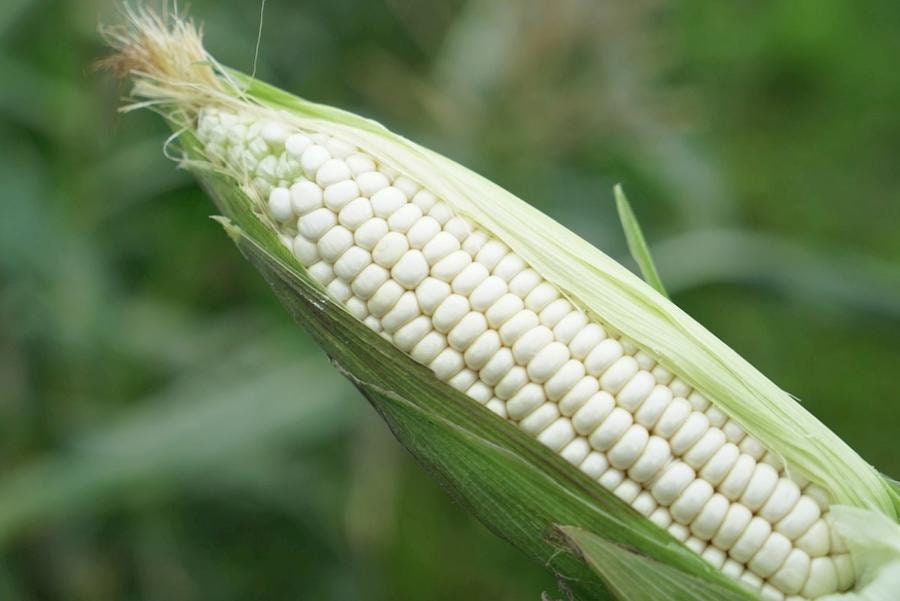50+ Seeds Yellow Sticky Waxy Corn ADD 50+ Seeds White Sticky Waxy Corn ...