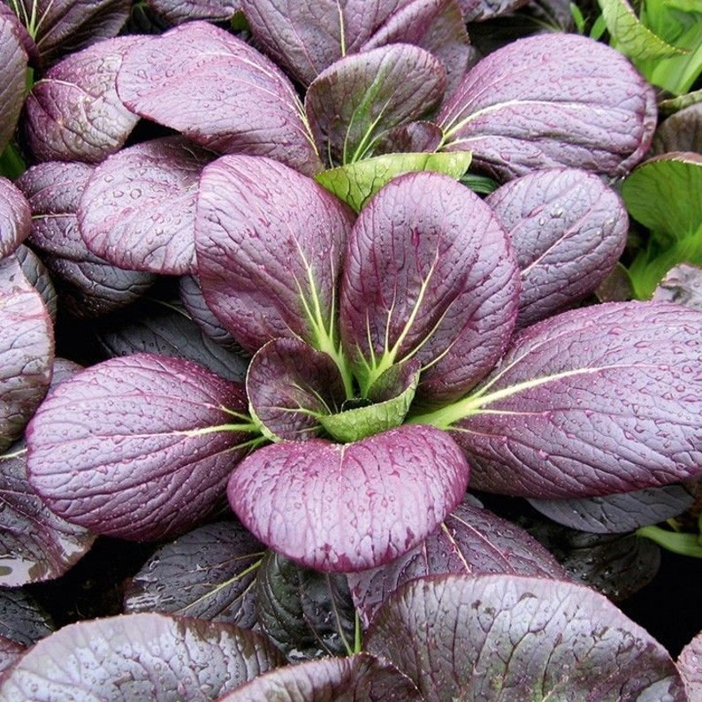 Non-gmo Asian Vegetable Seeds 4 Variety（紫青菜，板叶茼蒿，红菜苔，青莴笋） 2000+seeds - Etsy