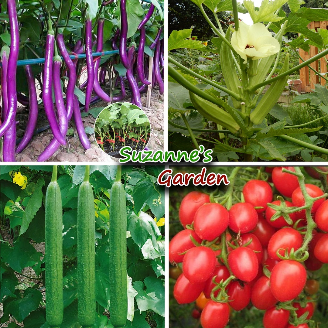 8 Varieties of Asian Vegetable Seeds Mix Combination Pack-- 100% Non ...