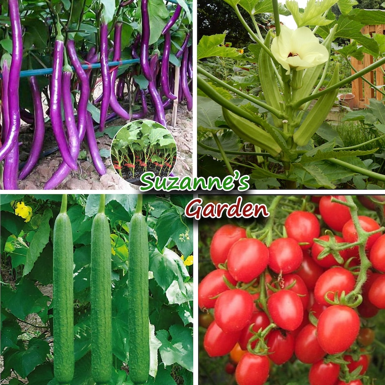 8 Varieties of Asian Vegetable Seeds Mix Combination Pack-- 100% Non ...