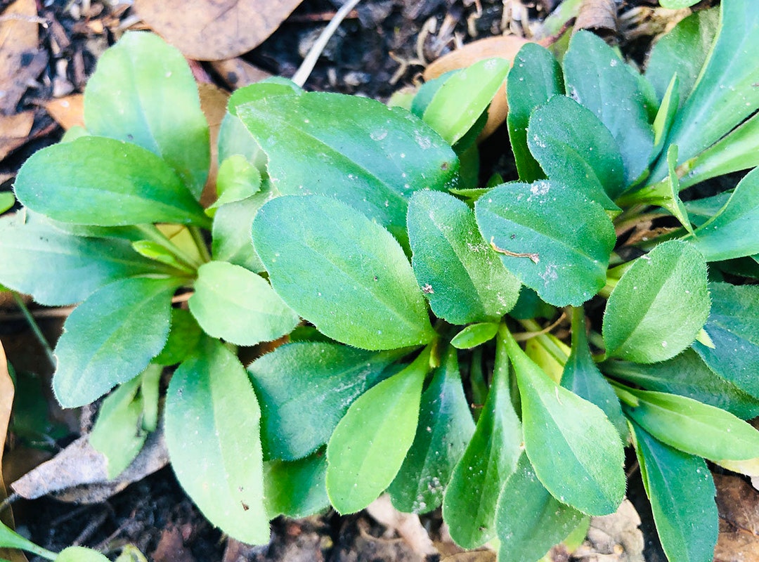 25 Kalimeris Indica Live Roots Plants (马兰头) - Etsy