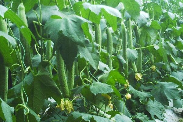 8 Varieties of Asian Vegetable Seeds Mix Combination Pack-- 100% Non ...