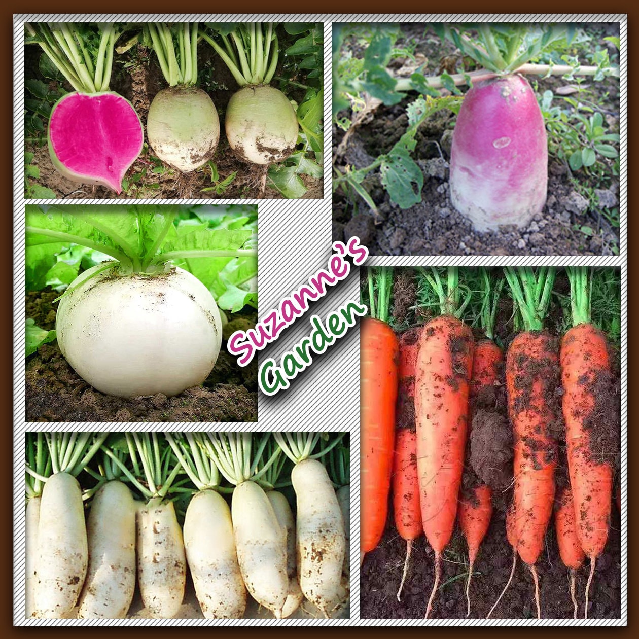 10 Variety Daikon/radish Seeds Bundle Pack (100+each)packed Separate ...