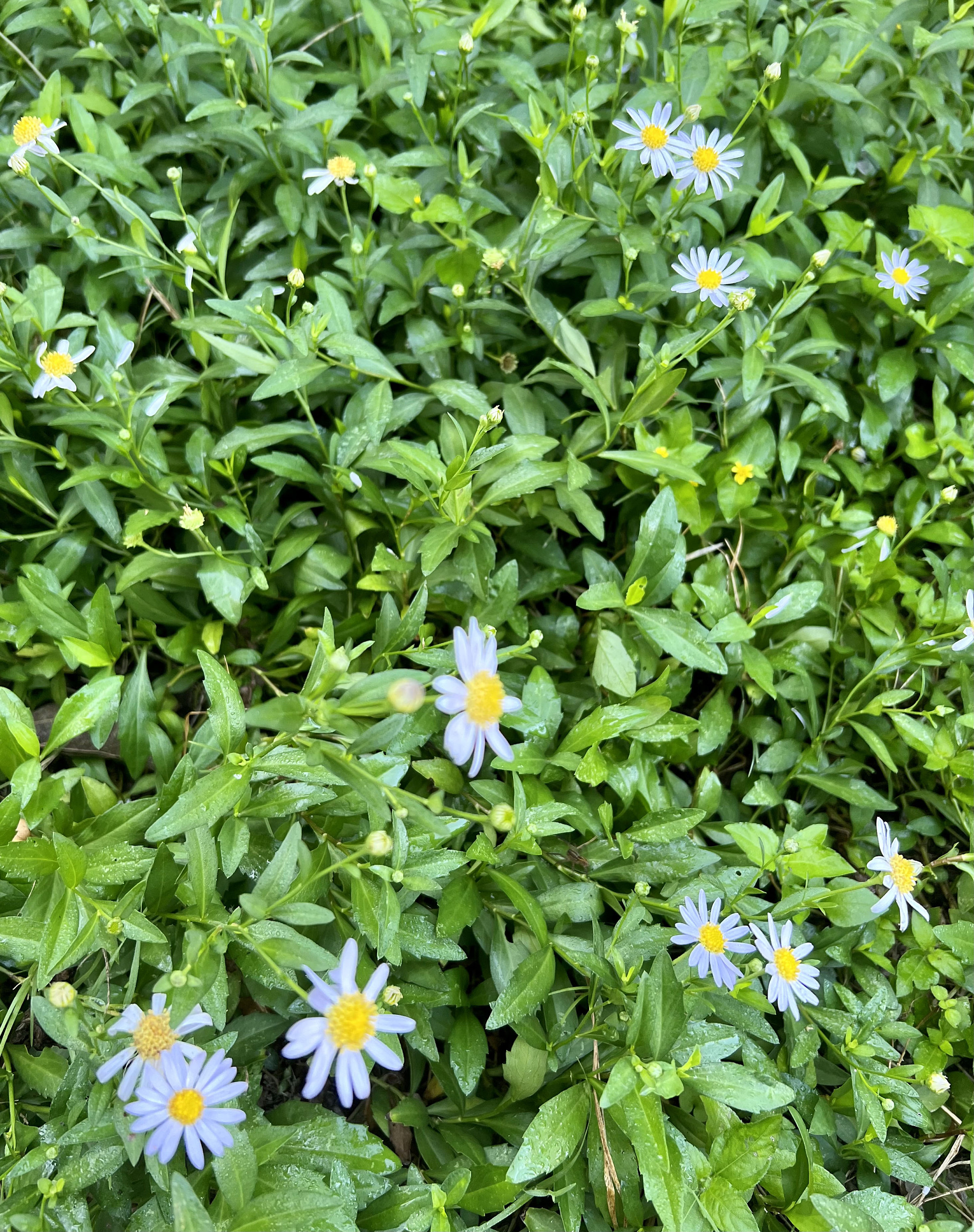 25 Kalimeris Indica Live Roots Plants (马兰头) - Etsy