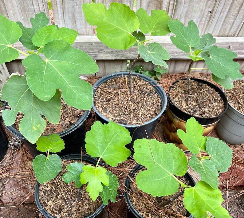 Fig Tree Perfect Plants Brown Turkey - 1 Gallon Live Plant, Cold Hardy ...