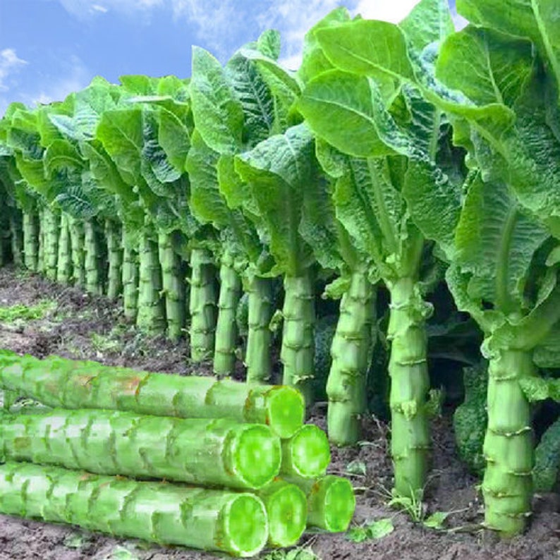 Non-gmo Asian Vegetable Seeds 4 Variety（紫青菜，板叶茼蒿，红菜苔，青莴笋） 2000+seeds - Etsy