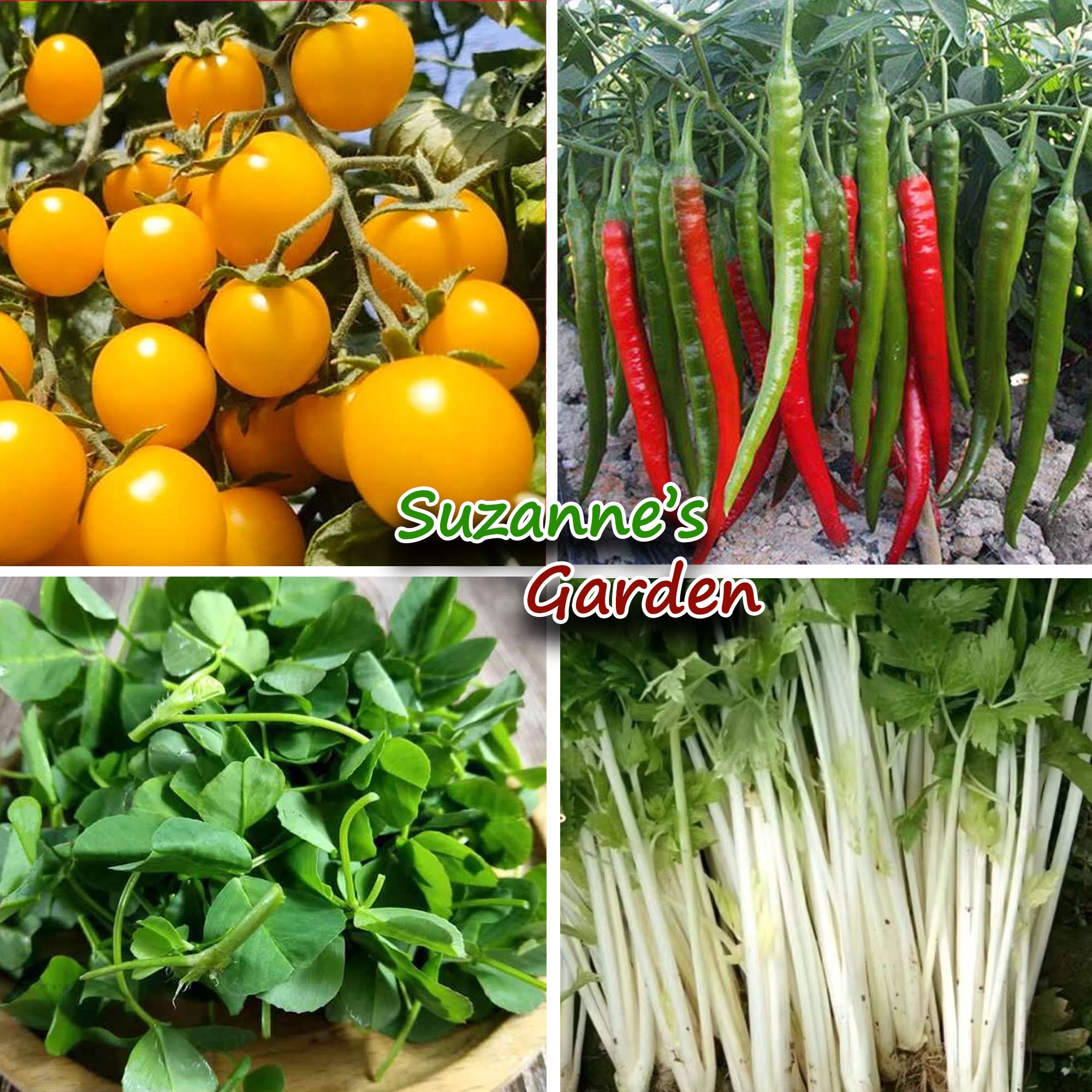 8 Varieties of Asian Vegetable Seeds Mix Combination Pack-- 100% Non ...