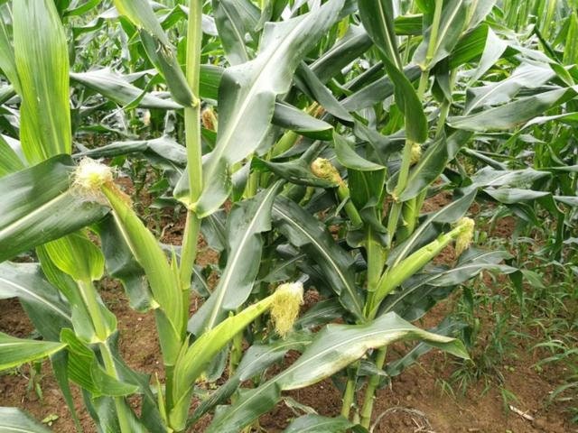 50+ Seeds Yellow Sticky Waxy Corn ADD 50+ Seeds White Sticky Waxy Corn ...