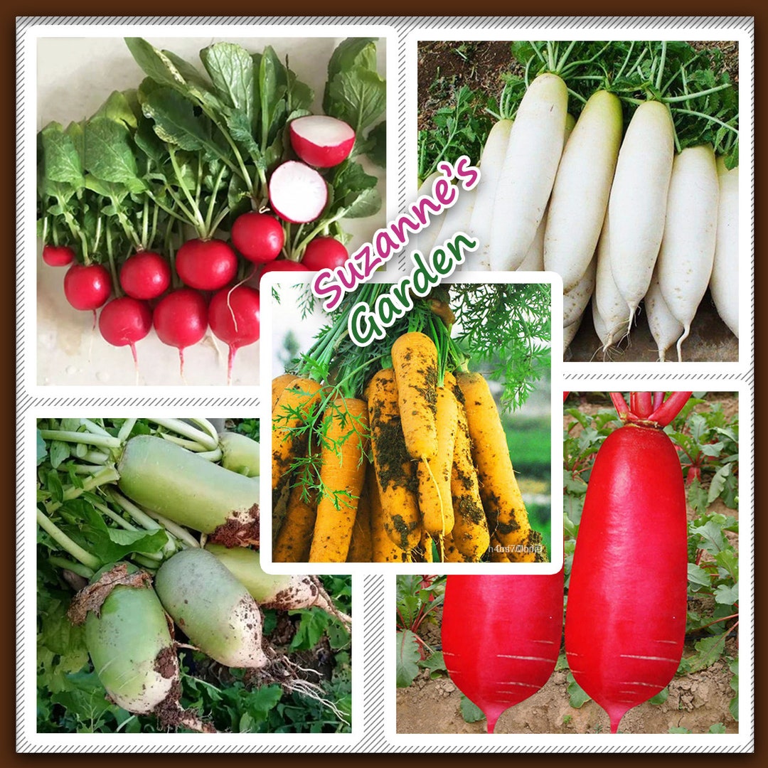 10 Variety Daikon/radish Seeds Bundle Pack (100+each)packed Separate ...