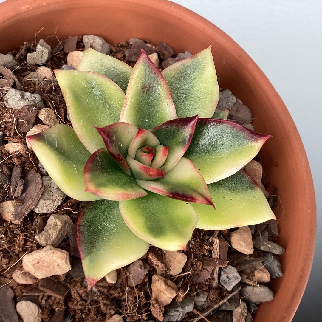 Echeveria Giselle Variegated Korean Succulent Live Plant - Etsy
