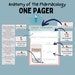 Pharmacology One-pager Note-taking Template: Learn Medications for Busy ...