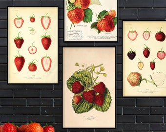 Vintage Strawberry Poster - Etsy