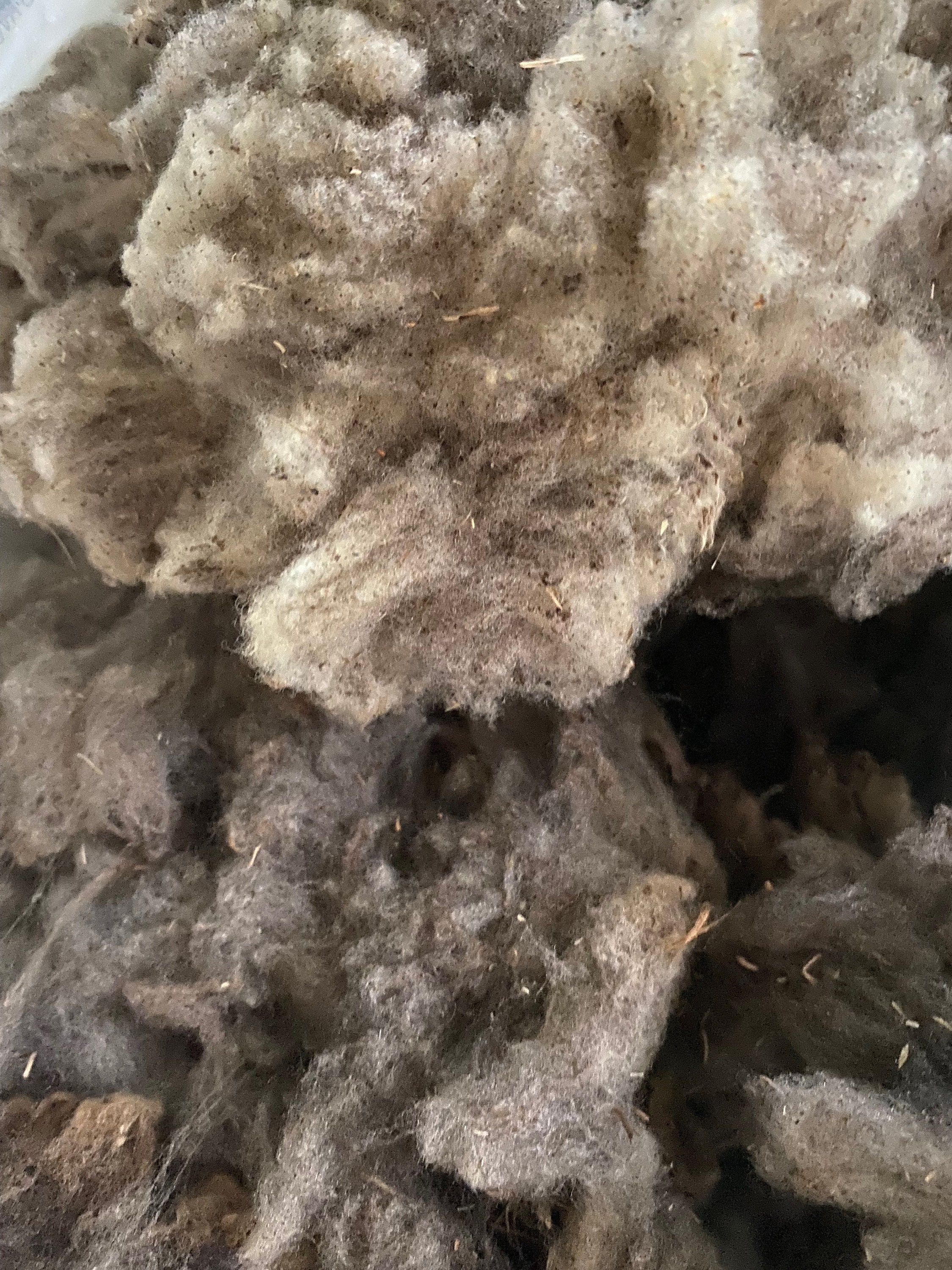 Whole Fleece Wool in the Grease, Organic - Etsy