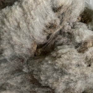 Whole Fleece Wool in the Grease, Organic - Etsy