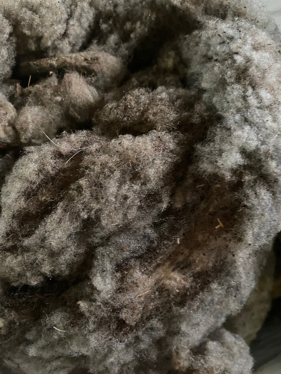 Whole Fleece Wool in the Grease, Organic - Etsy