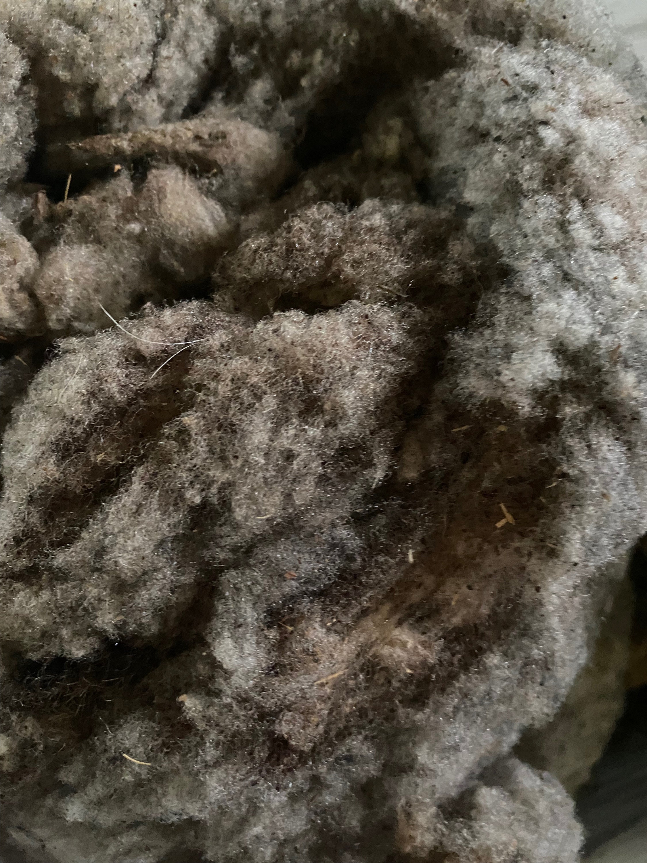 Whole Fleece Wool in the Grease, Organic - Etsy