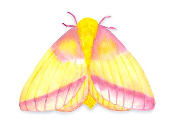 Rosy Maple Moth Art Print, Watercolor Painting, Nature Wall Art, Nature ...