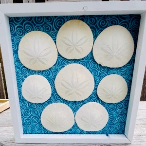 Sand Dollar Art - Etsy