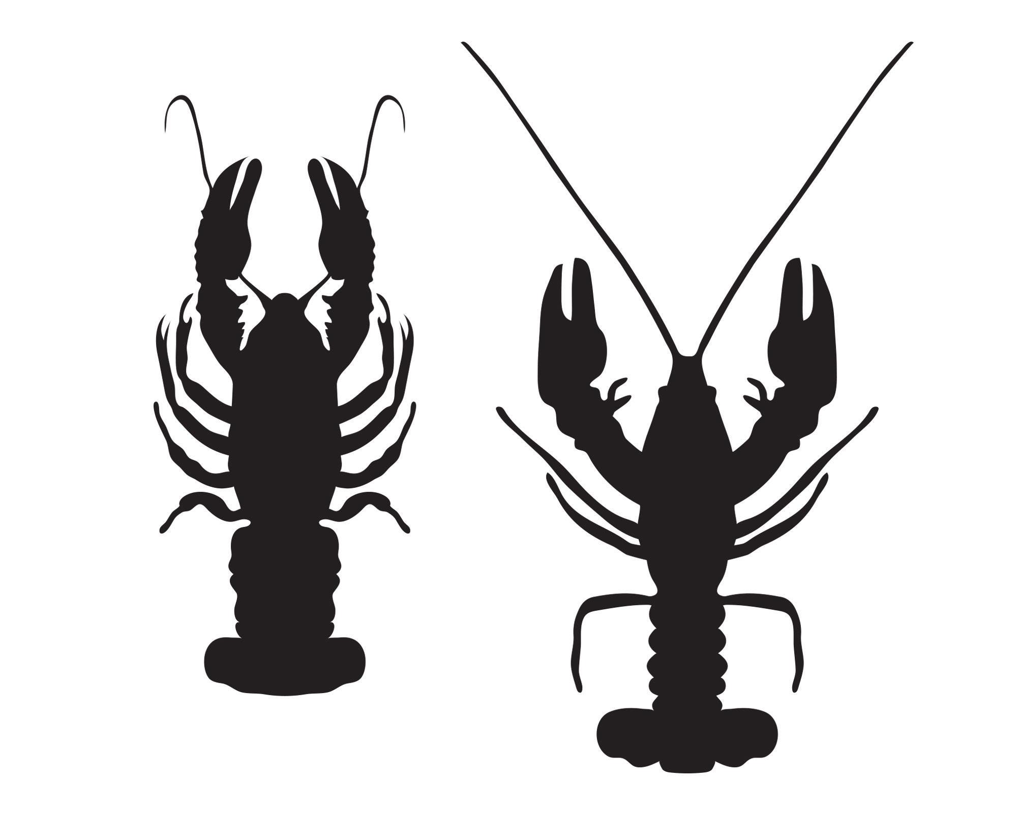 Lobster Svg, Crayfish Svg, Lobster Template, Crawfish Template, Lobster ...