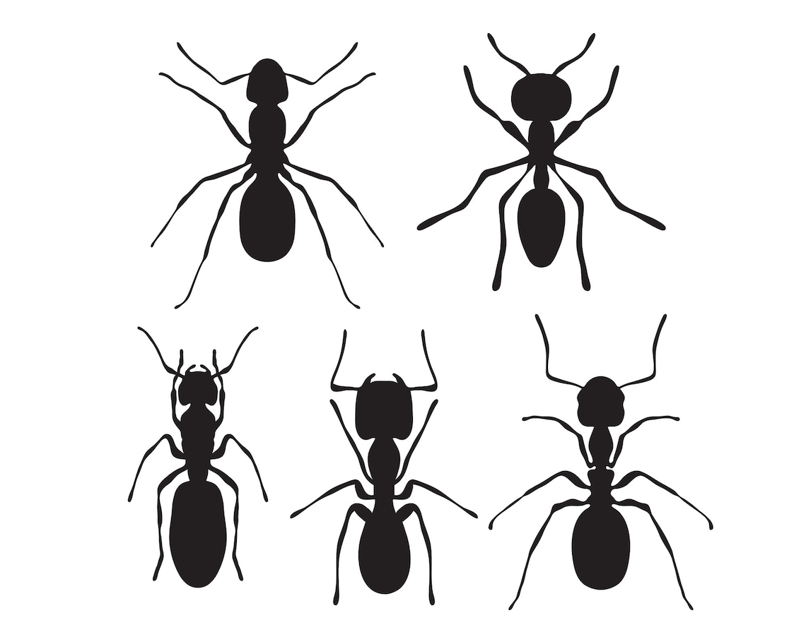 Ant Svg, Ants Svg, Ant Dxf, Ant Template, Ant Png, Ants Png, Ant Cutout ...
