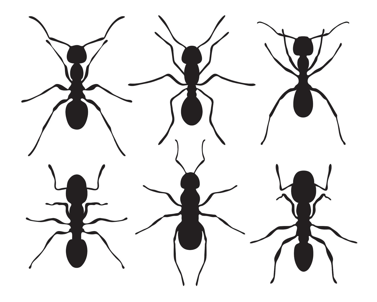Ant Svg, Ants Svg, Ant Dxf, Ant Template, Ant Png, Ants Png, Ant Cutout ...