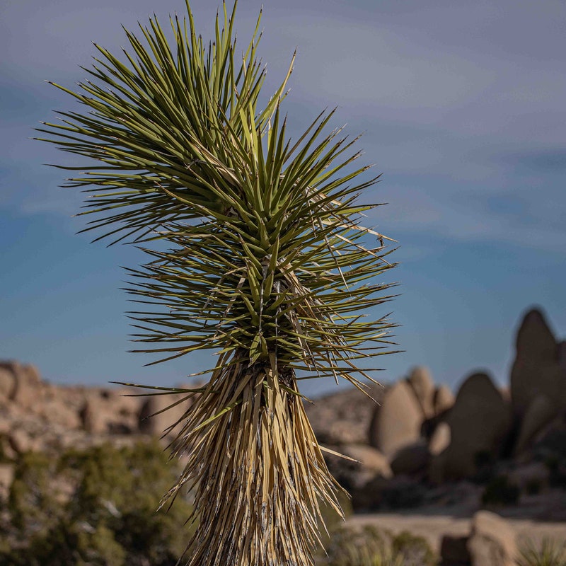 Joshua Tree Plant - Etsy