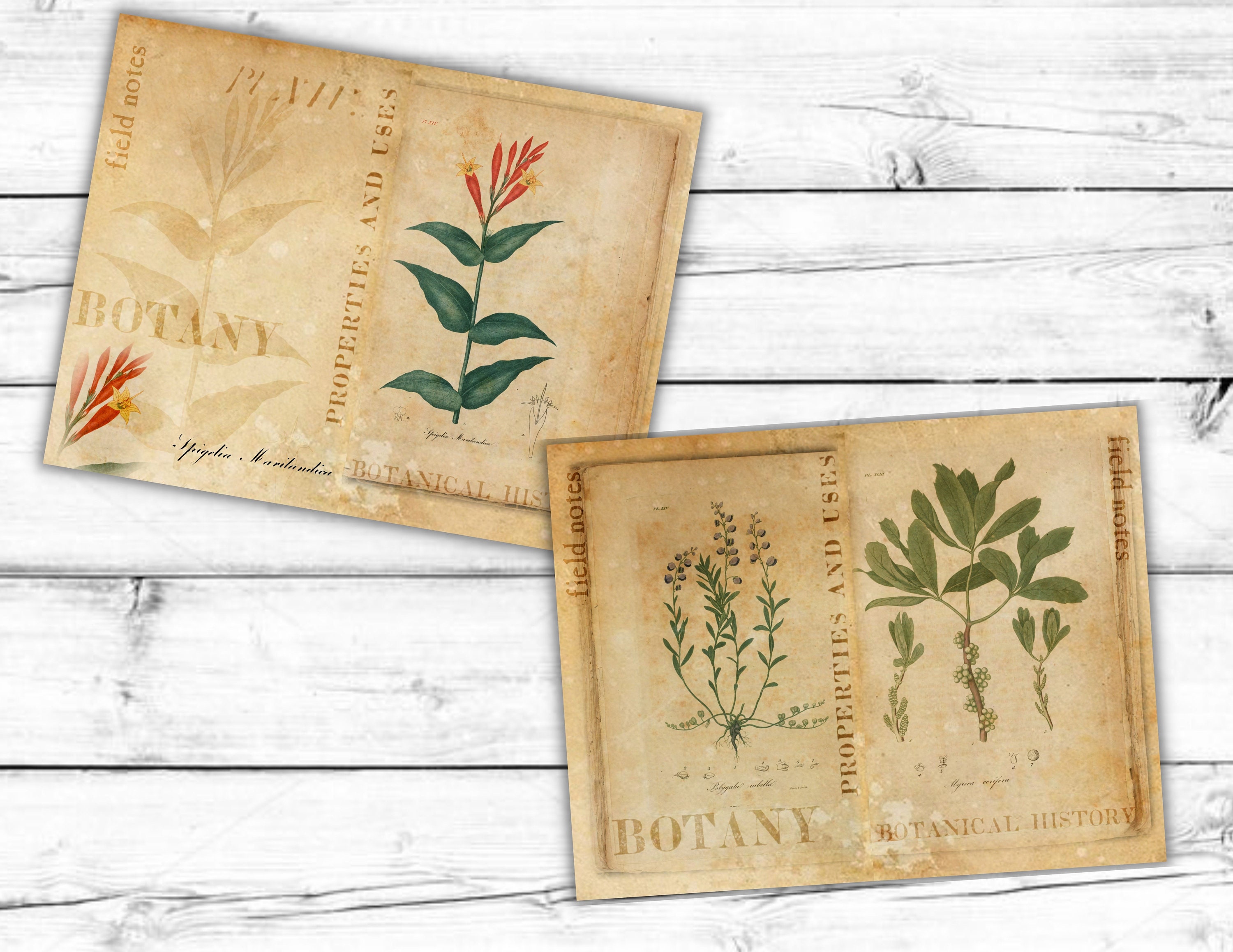 Digital Botanical Junk Journal, Printable Botanical ATC Cards, Vintage ...