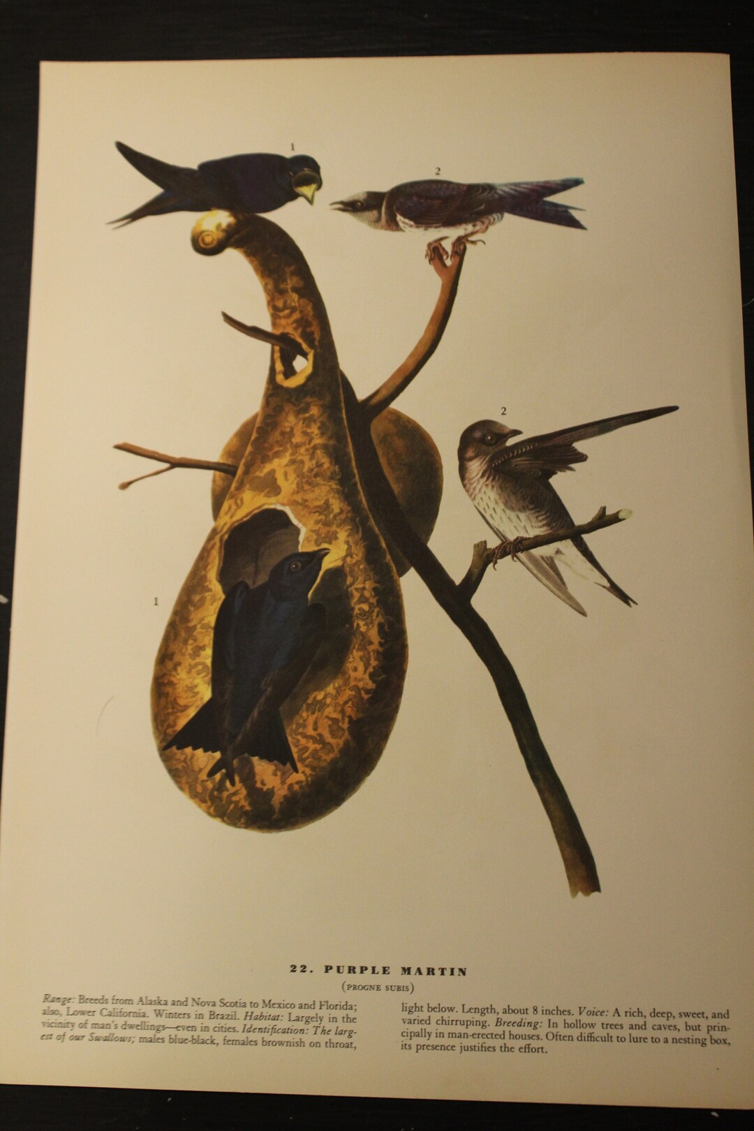 Purple Martin and Mockingbird Original Vintage Print From john James ...