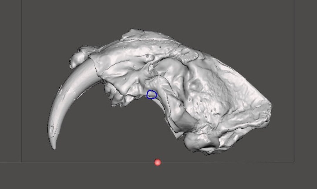 Saber Tooth Trophy Skull - Etsy