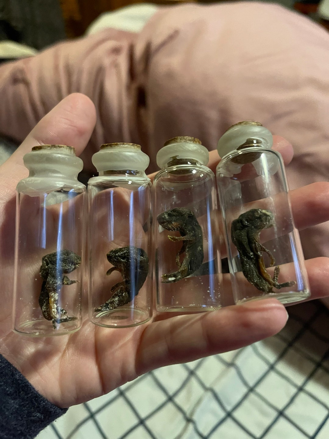 Mummified Baby Rats - Etsy